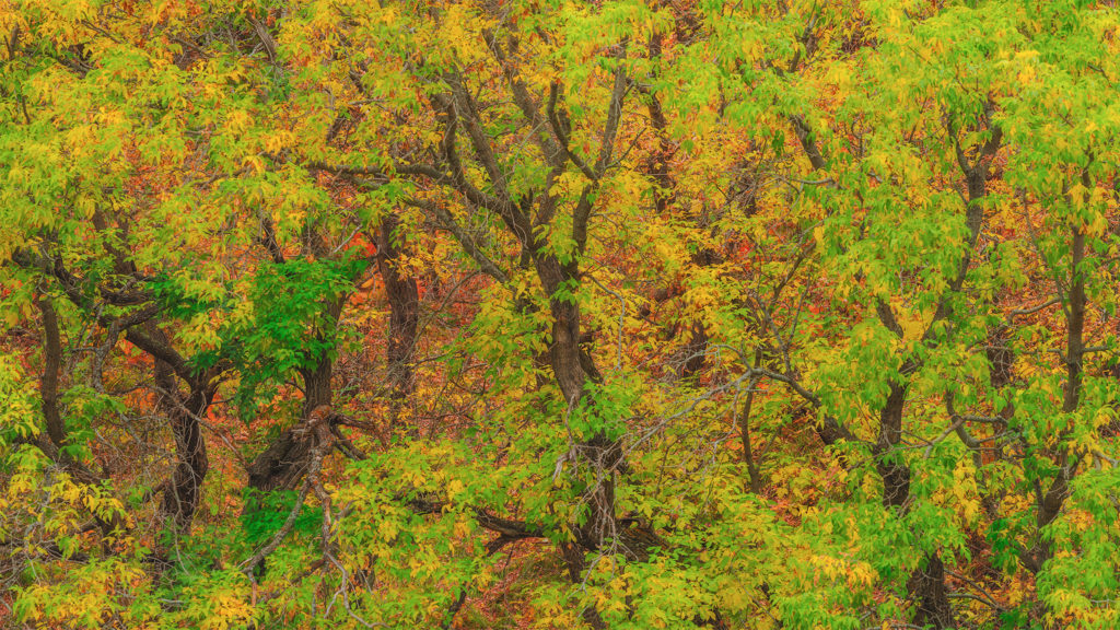 Twisted Forest - Scott Aspinall